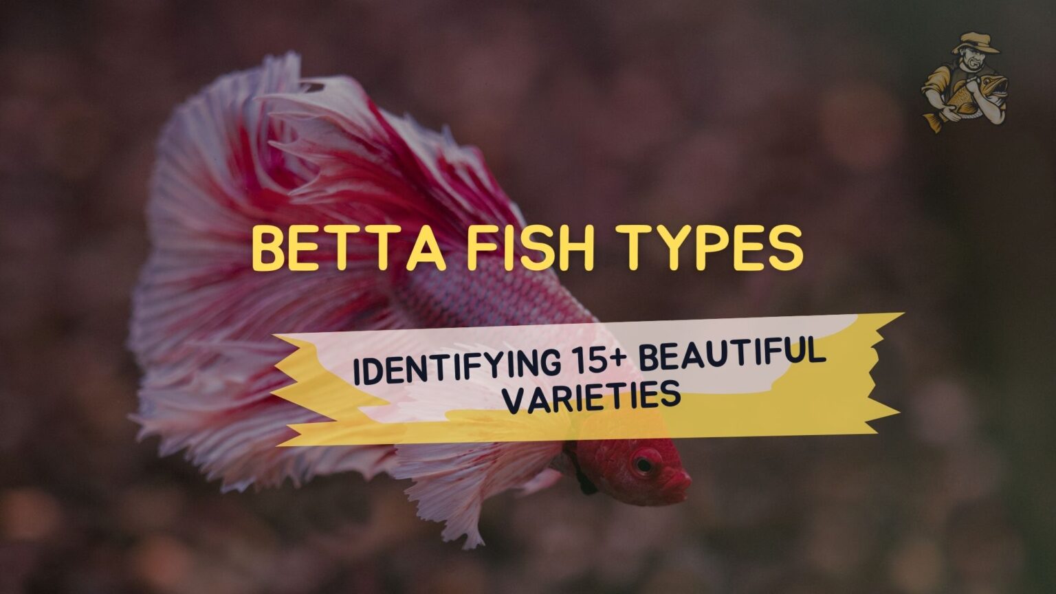 Delta Tail Betta | Habitat, Size, Diet & Interesting Facts