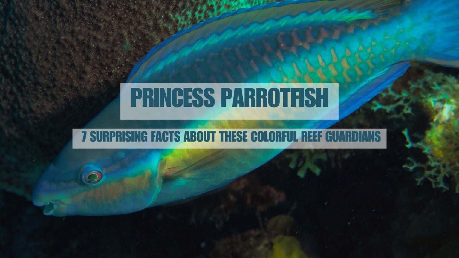 Princess Parrotfish: 7 Surprising Facts About These Colorful Reef Guardians