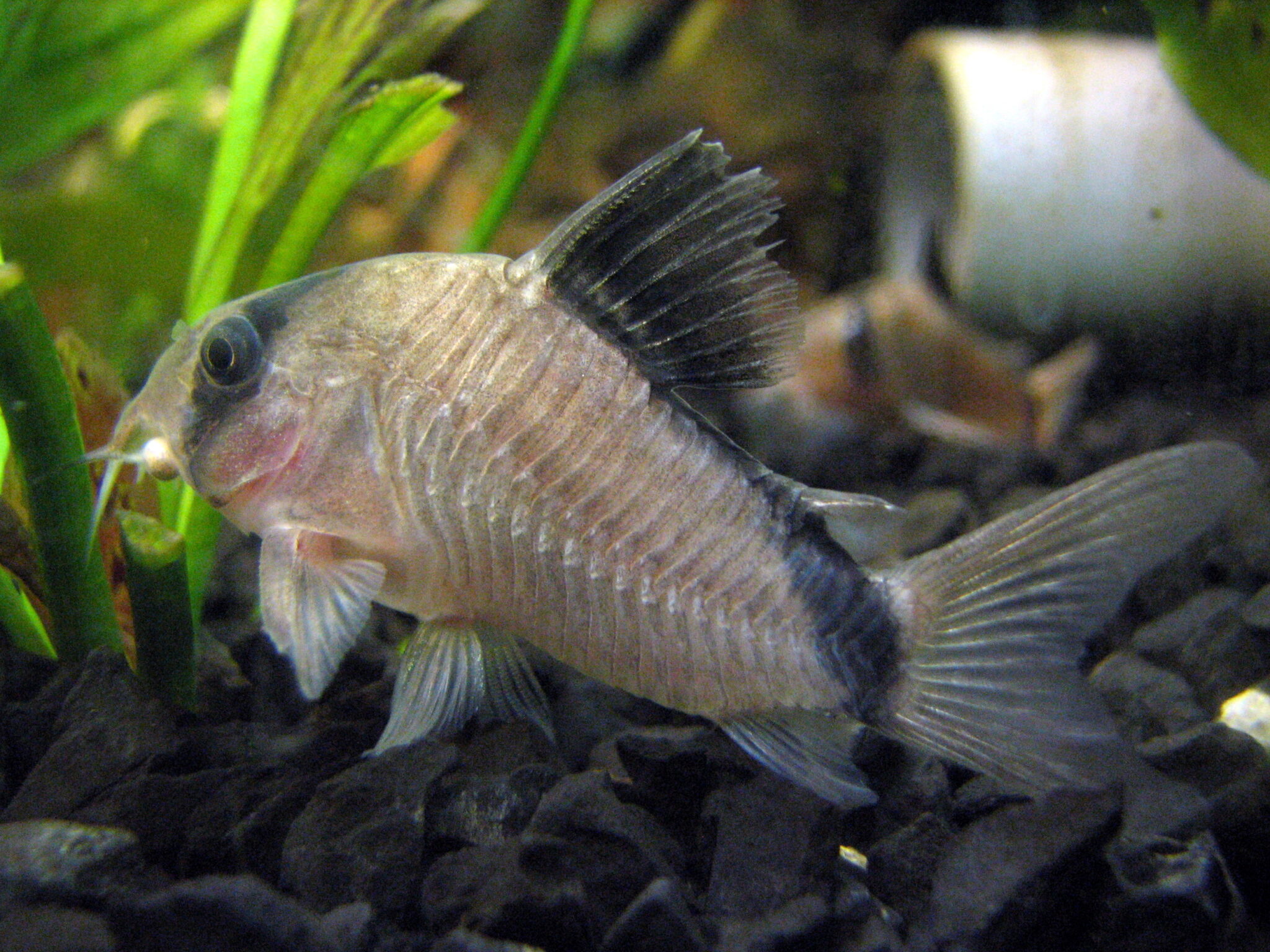 Corydoras Catfish | Habitat, Size, Diet & Interesting Facts