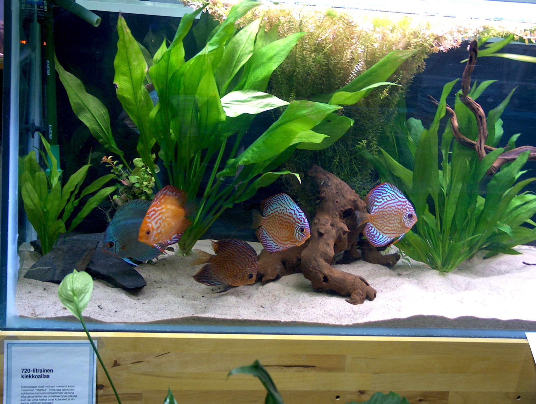 Discus Fish | Habitat, Size, Diet & Interesting Facts