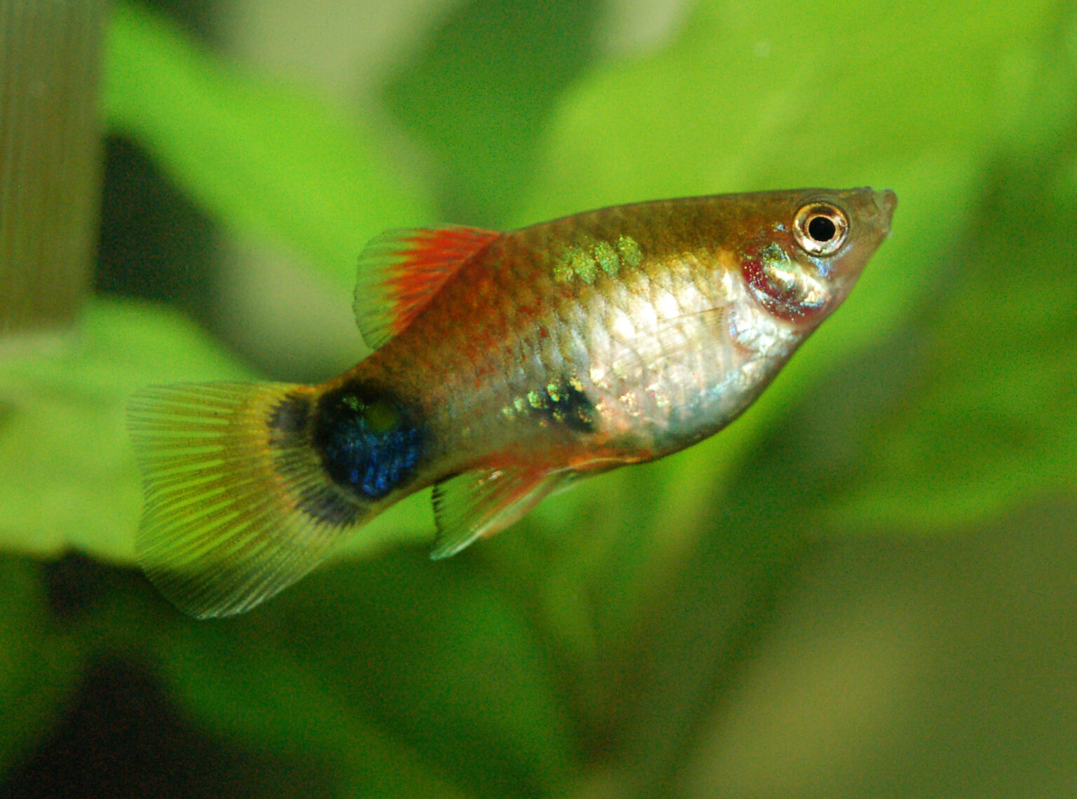 Mickey Mouse Platy | Habitat, Size, Diet & Interesting Facts