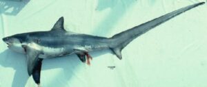 Thresher Shark | Habitat, Size, Diet & Interesting Facts
